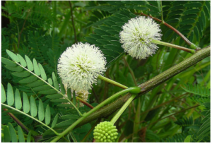 Guanacaste Tree - Its unsuspected properties